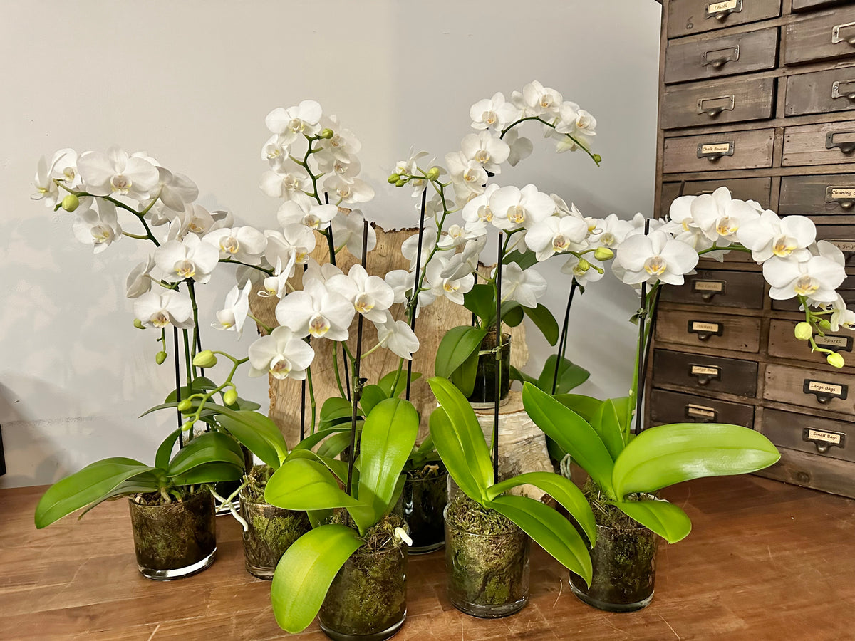 Mini Phale Sale – Flair flowers & design