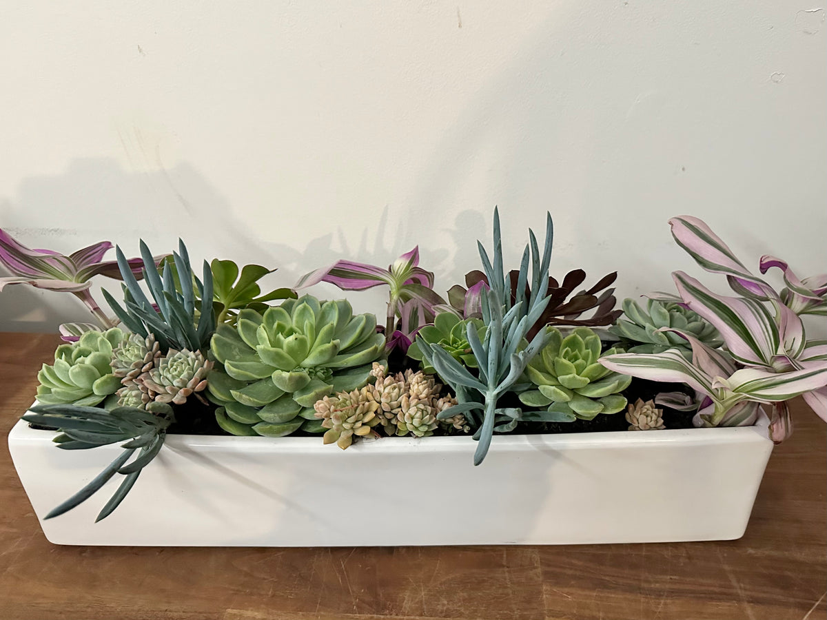 Succulent Planter Trough - Fresh – Flair flowers & design