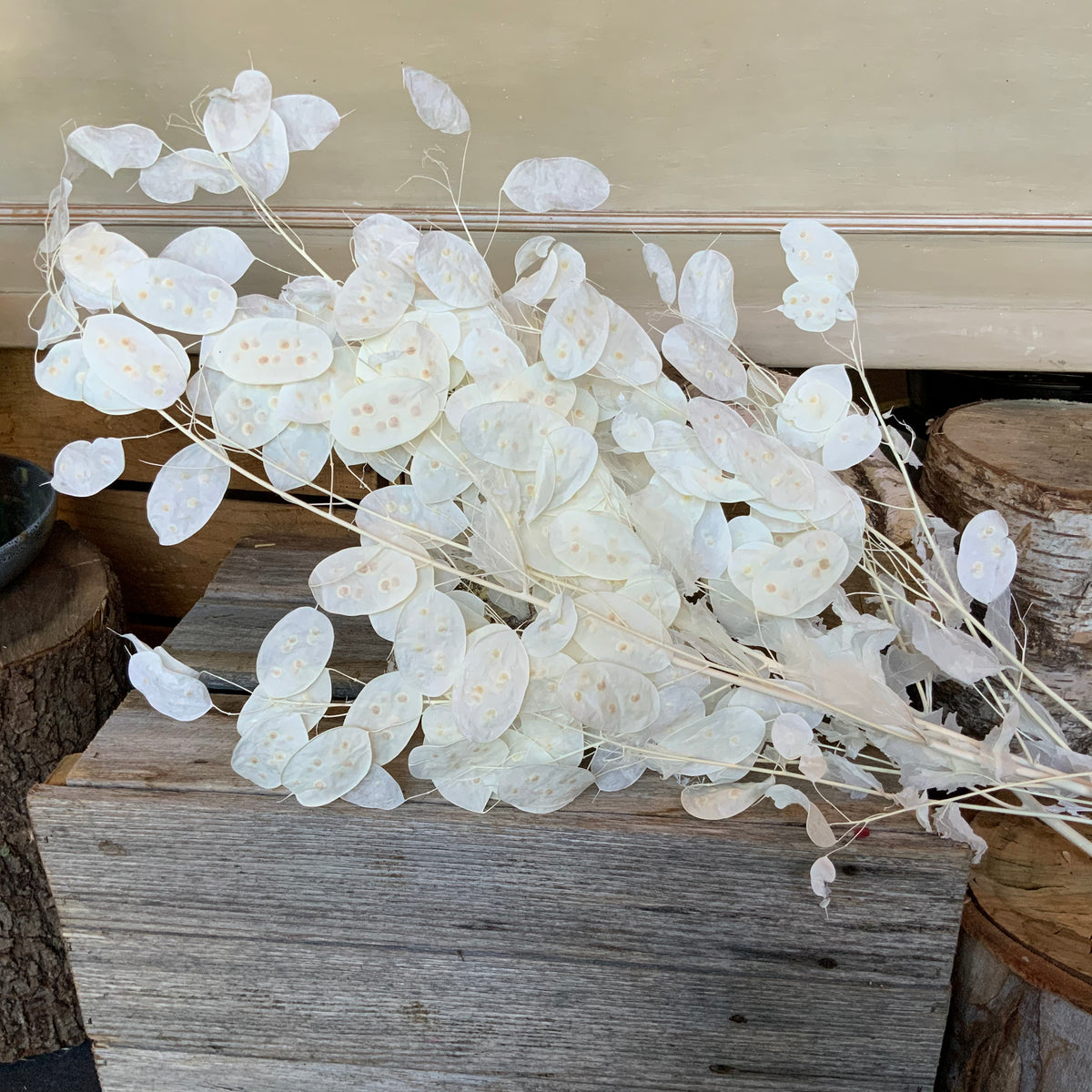 Dried Honesty – Flair flowers & design