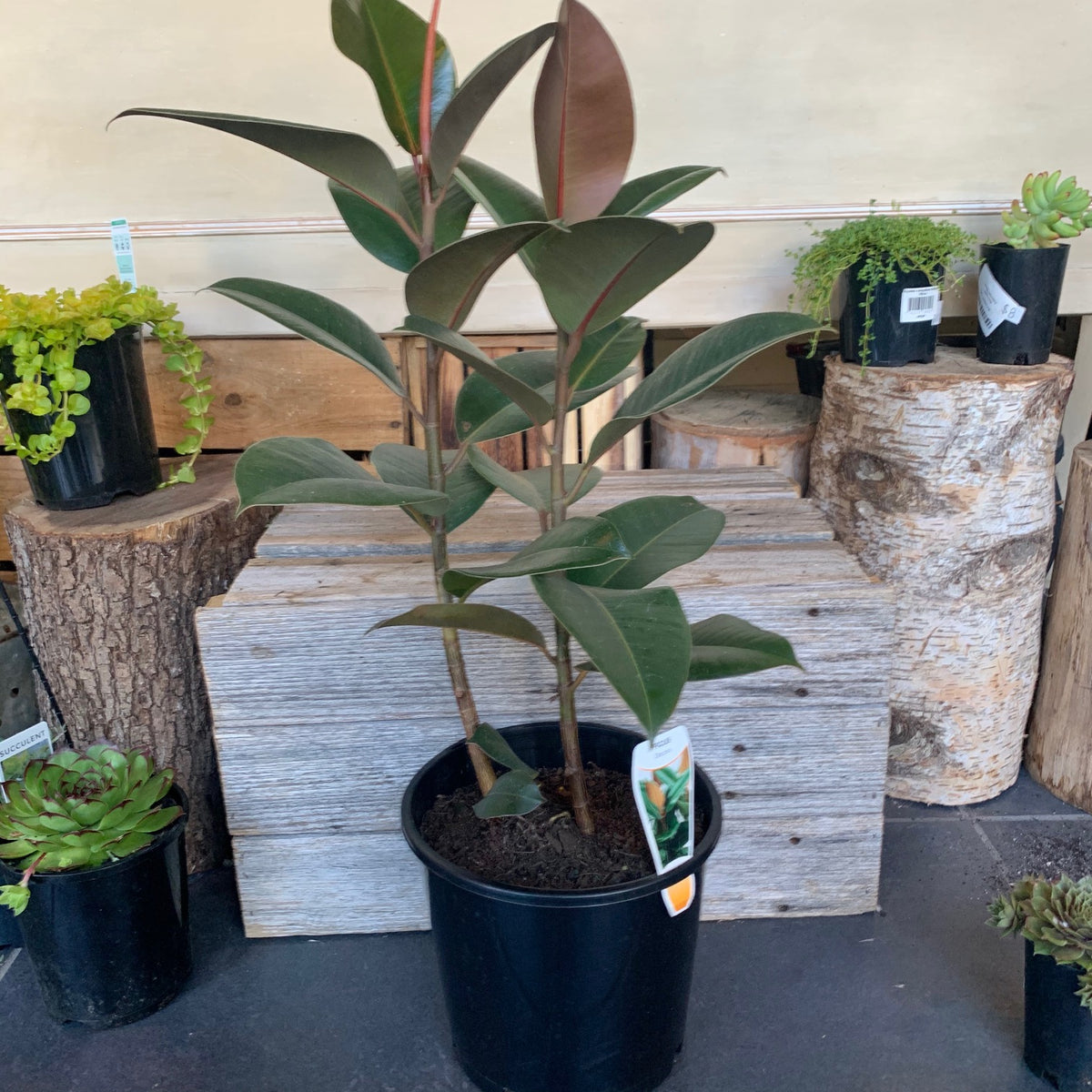 Ficus Elastica Decora – Flair flowers & design