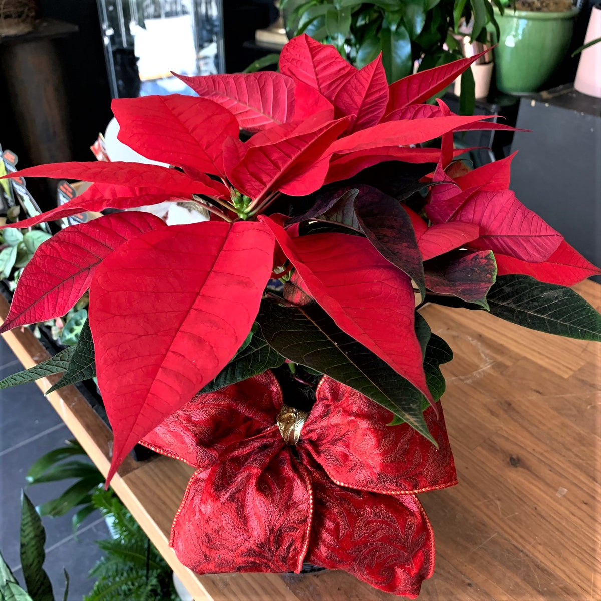 Poinsettia - Small – Flair flowers & design